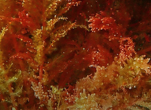 symbrosia seaweed