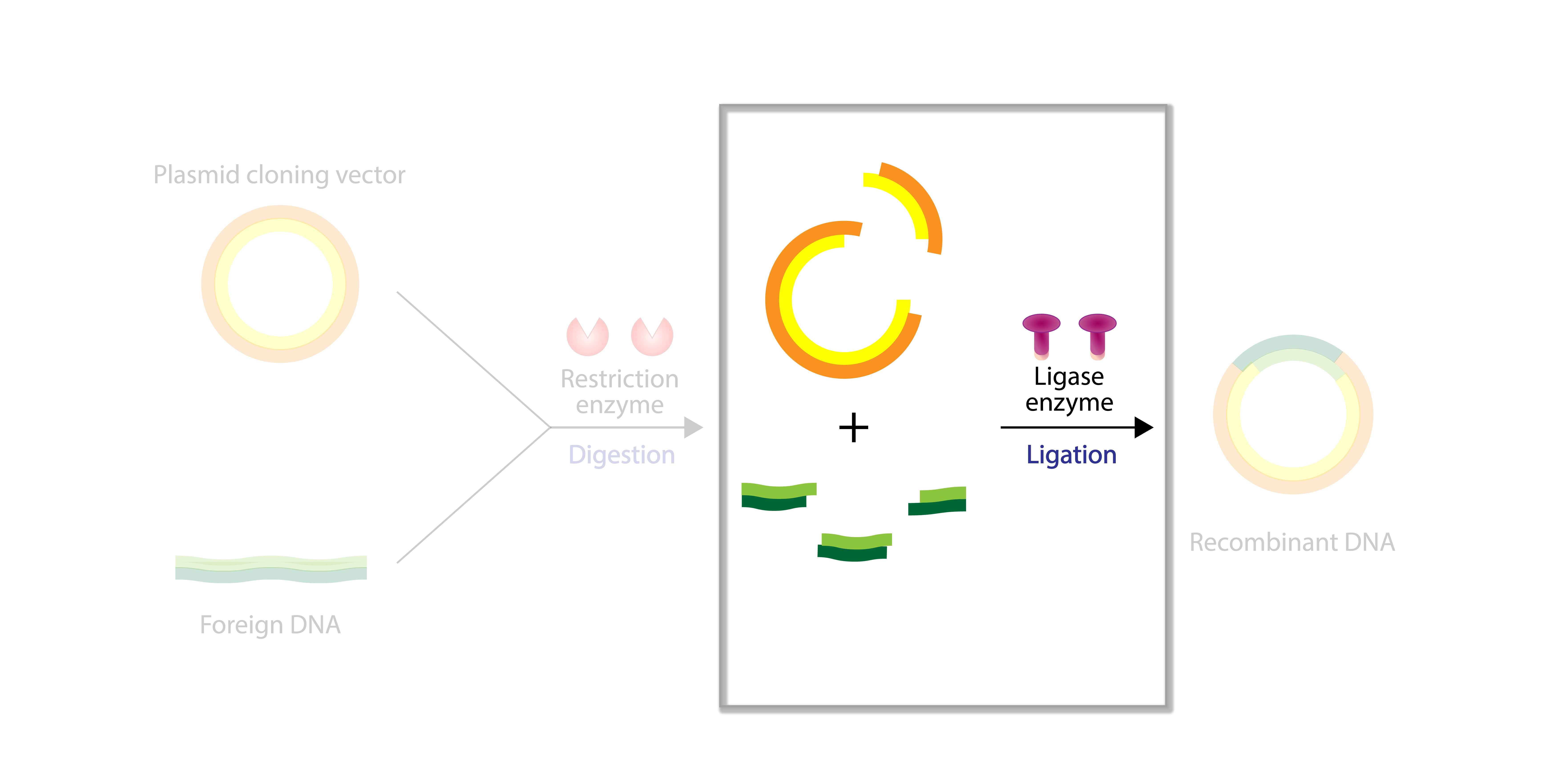 Molecular Cloning Workflow