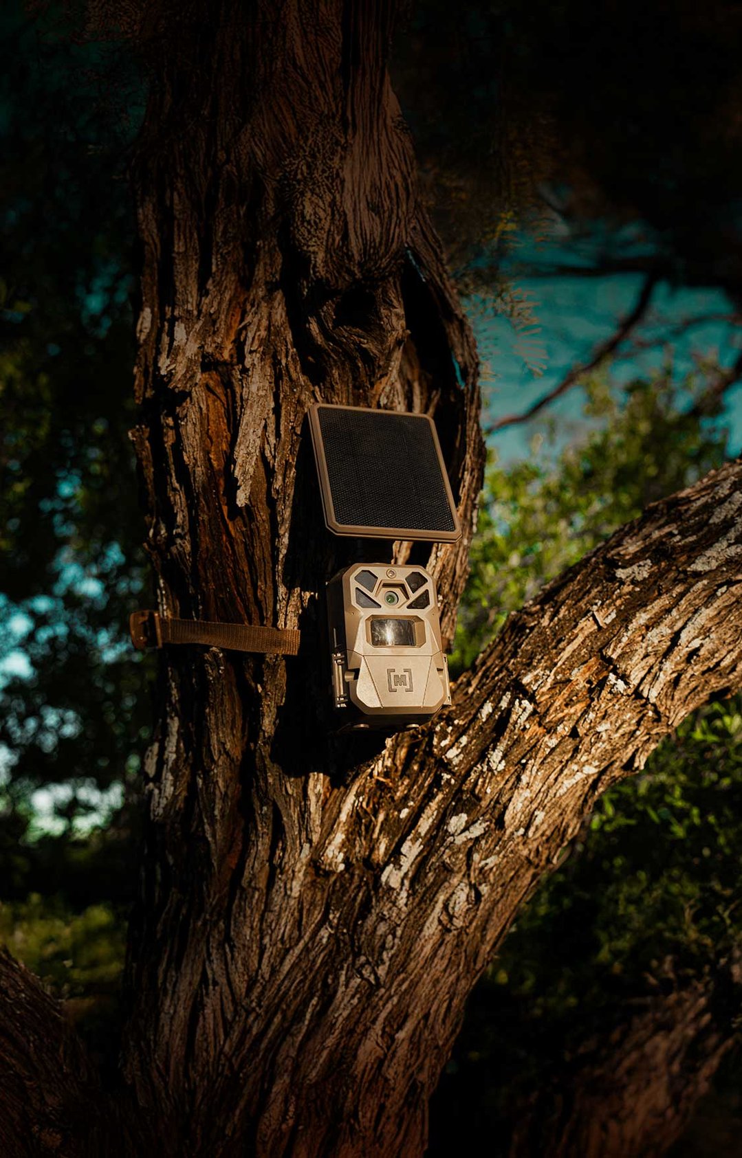 deer hunting camera setup